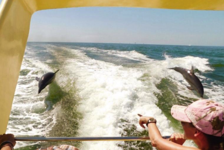 Dolphin Surfing Adventure
